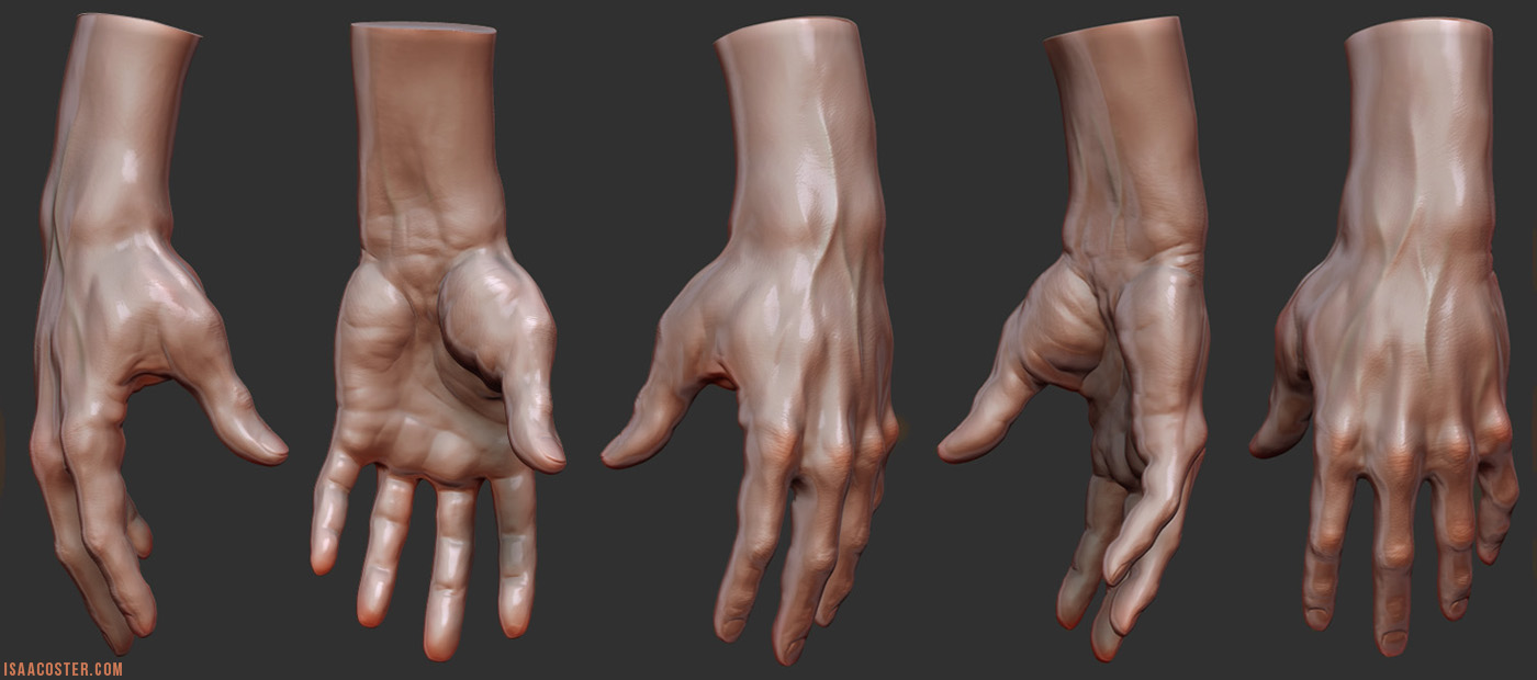 Detailed Articulated Hand Reference - MyMiniFactory Idea